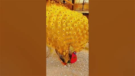 World🌎 Most Rarest Peacock 😱 Shorts Viral Vlog Youtube