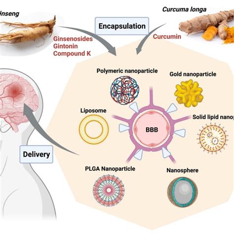 Encapsulation Of Bioactive Compounds From Herbal Extracts Of Curcuma
