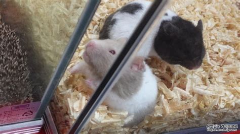 햄스터 키우기 핸들링이 쉬운 햄스터 종류와 만지는 방법 네이버 블로그