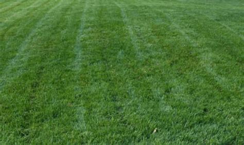 Titan Rx Turf Type Tall Fescue Grass Seed 5 Lb Ebay