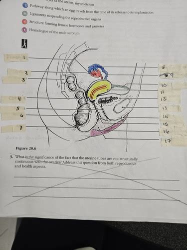 Female Reproductive Organs Flashcards Quizlet