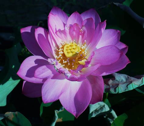 Картинка про красивый цветок лотос · бесплатная фотография от Photomonstr картинки и обои на