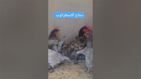 دجاج الاسطرالوب مشروع تربية الدجاج البلدي الفيومي المصري الذهبي الفضي