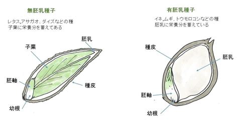 植物の光合成のしくみ 水耕栽培専門のリビングファーム･ショップ