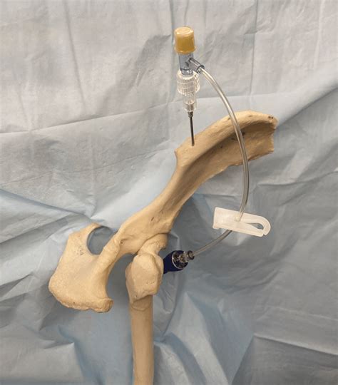 Uncommon Iv Catheter Sites In Small Animals