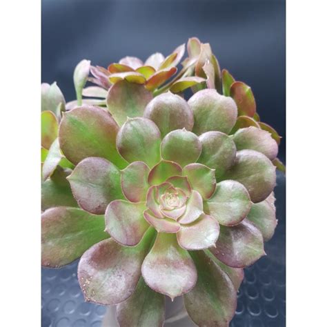 Aeonium Blushing Beauty Econgren Gr