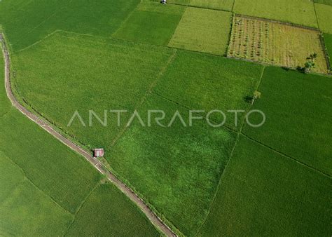 LUAS PANEN PADI GORONTALO ANTARA Foto