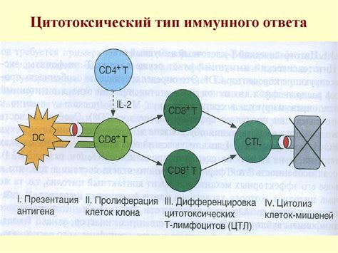 Иммунный ответ Определение виды особенности врожденного и