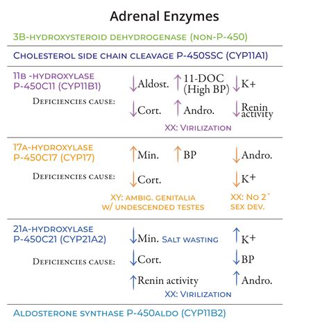 Endocrine System Glossary Adrenal Cortex Hormone Biosynthesis Ditki