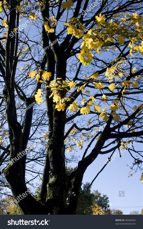 Maple Tree Shedding Leaves Autumn Stock Photo Shutterstock