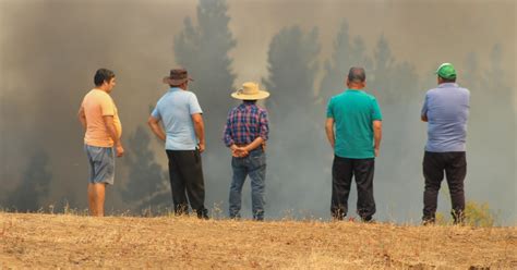 Los Productores Agrícolas Afectados Por Los Incendios 80 Pertenecen A