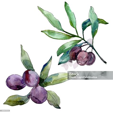 블랙 올리브 분기 합니다 녹색 잎입니다 격리 된 올리브 그림 요소입니다 수채화 배경 그림 설정 합니다 그리기에 대한 스톡 벡터