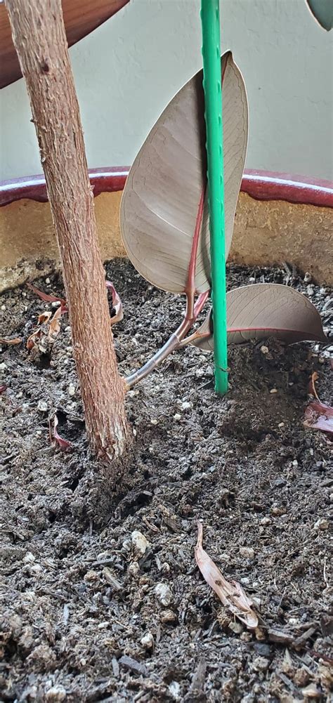 Tips On Pruning And Preventing Regrowth R Gardening