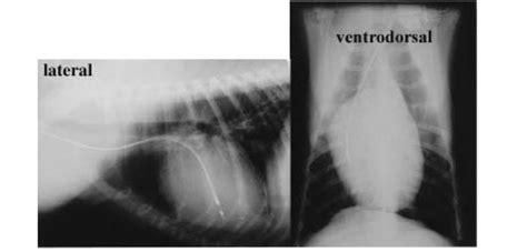 Plain Lateral And Ventrodorsal Thoracic Radiographs Taken One Week