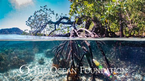 Natures Shield Lessons From The 2004 Boxing Day Tsunami The Ocean