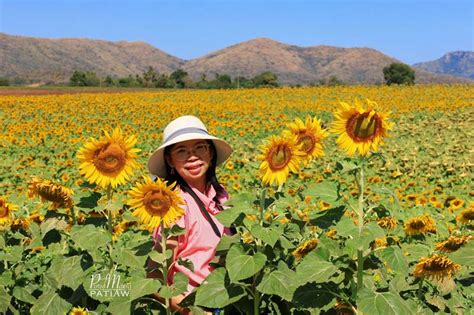 ทุ่งทานตะวันไร่วิชาญ เขาจีนแล ที่เที่ยวลพบุรี บานสะพรั่งรับลมหนาว