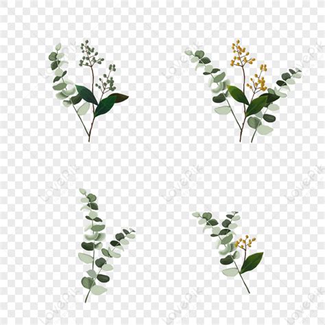손으로 그린 신선한 녹색 유칼립투스 일러스트 잎열렬한식물 Png 일러스트 무료 다운로드 Lovepik