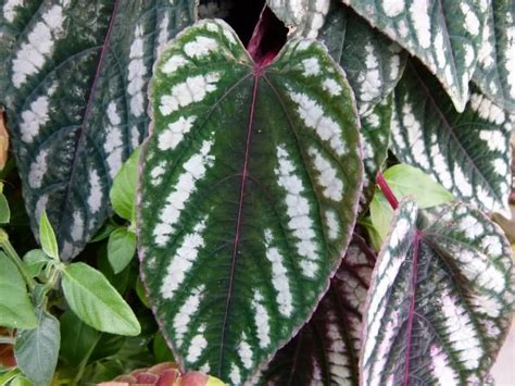 Essential Tips For Growing Cissus Discolor Plantly