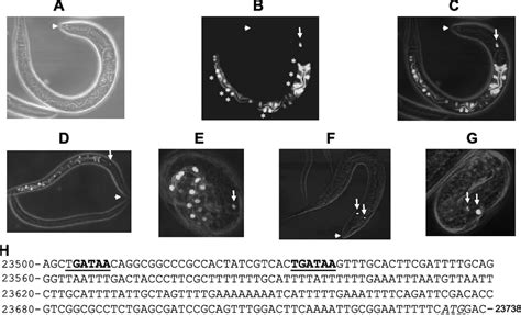 Gata Enhancer Sequences Control Dkf 2 Gene Promoter Activity In