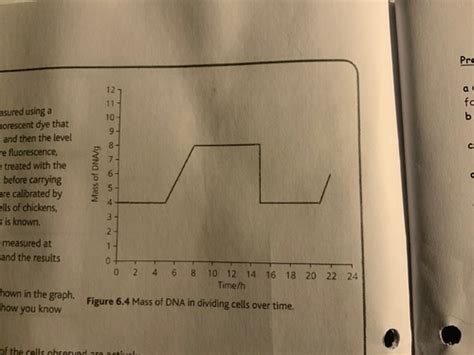 Dna Levels In Dividing Cells Flashcards Quizlet