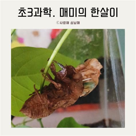초등3 과학 매미 한살이 매미 애벌레 우화 관찰 네이버 블로그