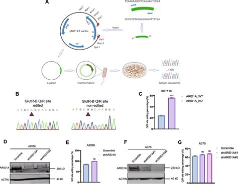 Arid1a Loss Promotes Rna Editing Of Cdk13 In An Adar1 Dependent Manner