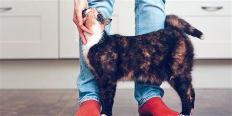 Yeast Infections In Cats Causes Symptoms And Treatments Purina Us