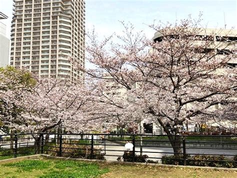 今年の桜 ALOHA でHappy
