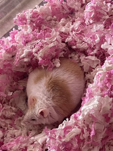 Need Advice On My 1st Mouse Rpetmice