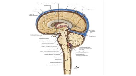 Anatomy Of Subarachnoid Cisterns Of Brain Pptx