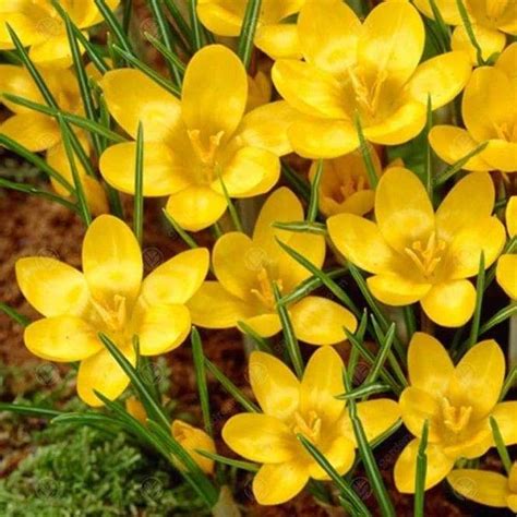 Crocus Chrysanthus Dorothy Yellow Species Crocus Bulbs Snow Crocus