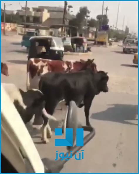 انتشار المواشي في شوارع مدينة الصدر شرقي بغداد Youtube
