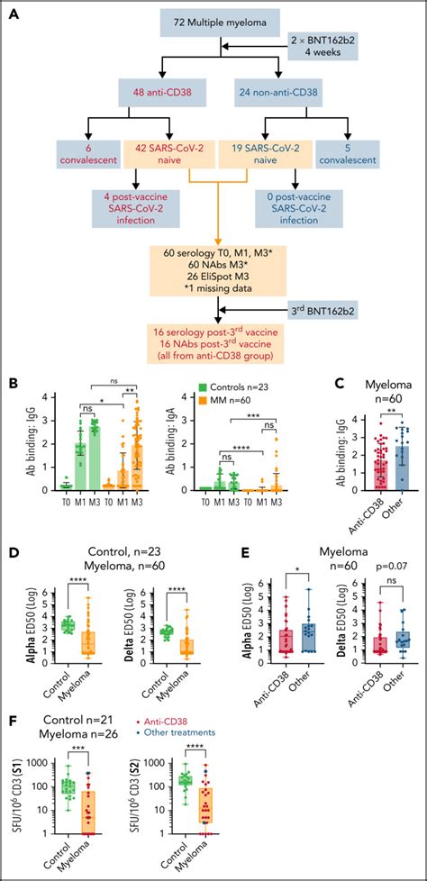 Anti Cd38 Therapy Impairs Sars Cov 2 Vaccine Response Against Alpha And