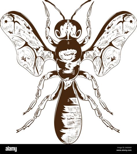 Wasp Bug Icon Stock Vector Image And Art Alamy