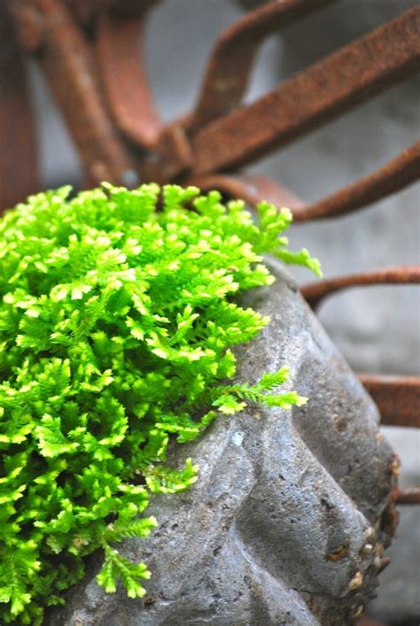 ¿cuáles Son Las Plantas De Interior Que Necesitan Poca Luz