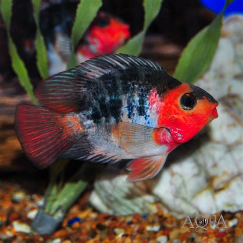 Red Mask Koi Parrot Cichlid Amphilophus Sp Hybrid Aqua Imports