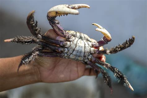 Começa segundo defeso do caranguejo uçá em SE e outros 10 estados F5 News Sergipe Atualizado