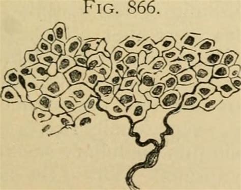 Chapter 11 Cell Cell Interactions Flashcards Quizlet