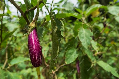 Premium Photo Closeup Of A Graffiti Eggplant A Purple And White