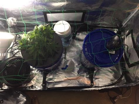 Adding Chiller To Rdwc Setup Hydroponics Ilgm Forum