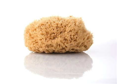 Esponja Natural Bebe Los Mejores Accesorios De Bebé