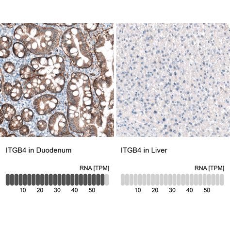 Mouse Monoclonal Anti Itgb4 Antibody Buy For Research Highly