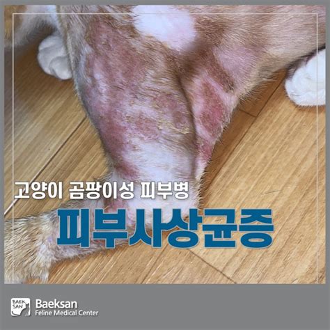 고양이 곰팡이성 피부병피부사상균증 링웜 네이버 블로그