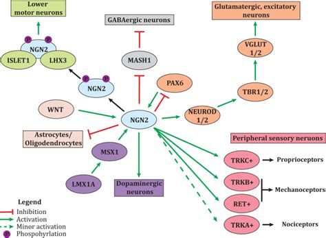 Making Neurons Made Easy The Use Of Neurogenin 2 In Neuronal Differentiation Pmc