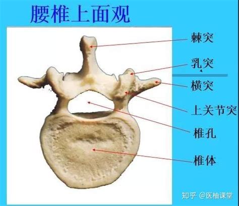 很实用！脊椎解剖图解！ 知乎