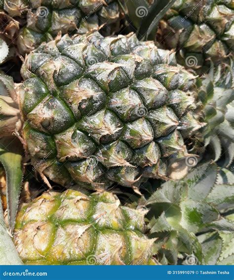 Pineapple Contains Nutrients And Beneficial Compounds Such As Vitamin