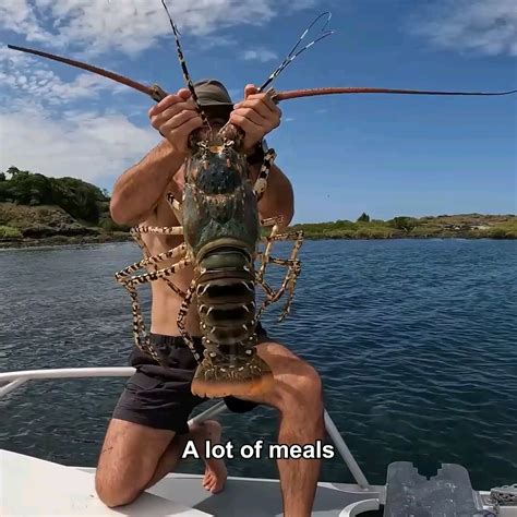 Biggest Cray Fish Caught This Has To Be The Biggest Cray Fish Weve