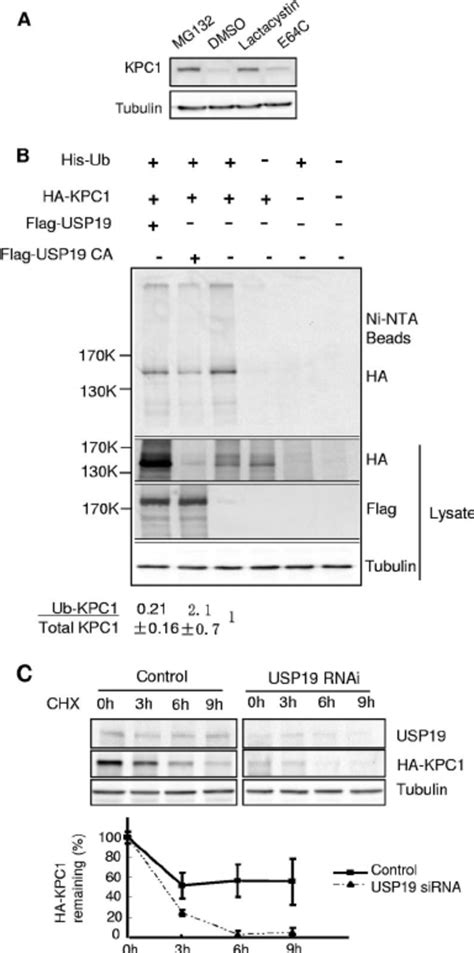 Kpc1 Is A Substrate Of The Ubiquitin Proteasome Pathway And Is