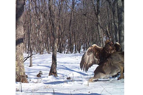 Oh Deer Eagle Kills Deer In Startling Glimpse Of Alpha Bird Behavior