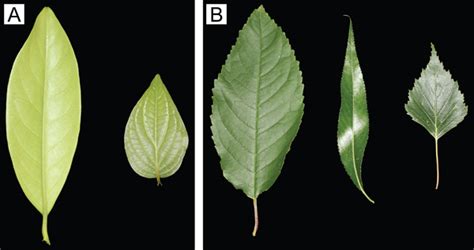 Research Part 2 Leaf Margin Analysis Uwyo Dioramas